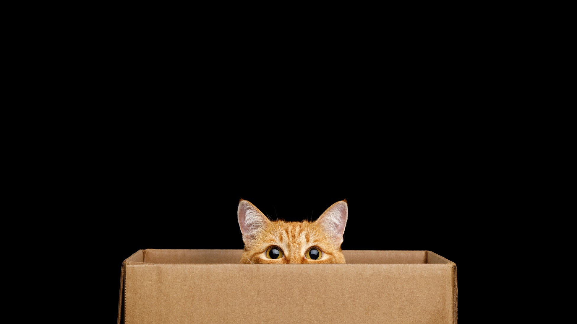 IN MY BOX - Minimore