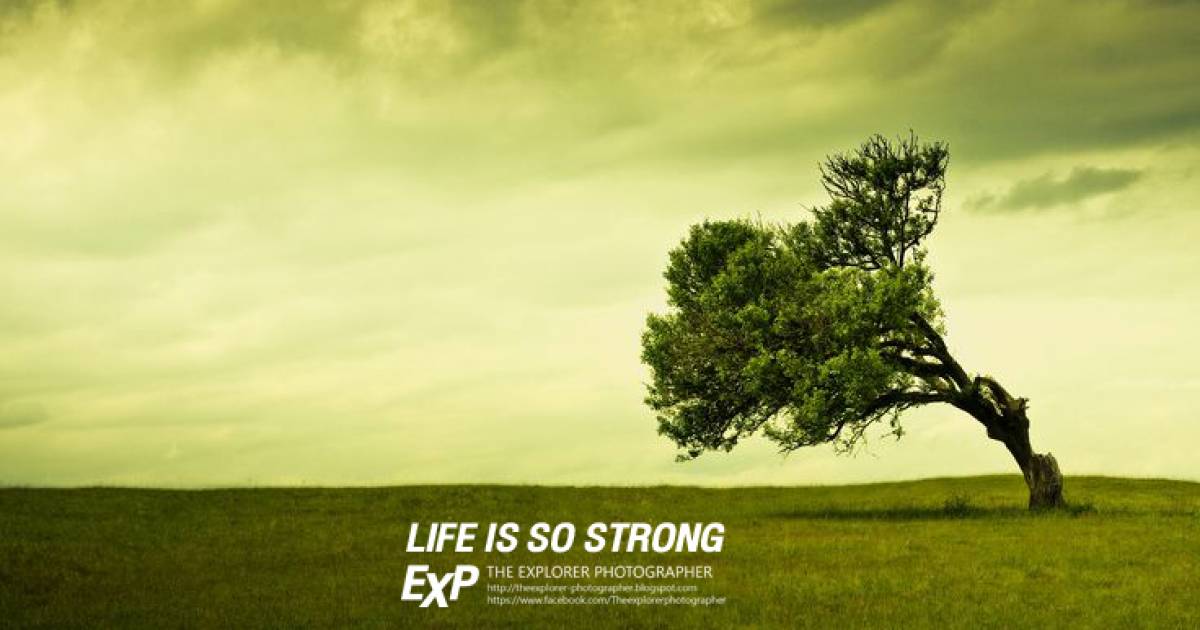 LIFE IS SO STRONG - THE EXPLORER STORY - Minimore